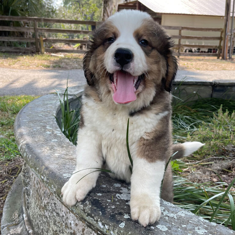 April’s Litters – Great Bernese Puppies – Fortune Meadows
